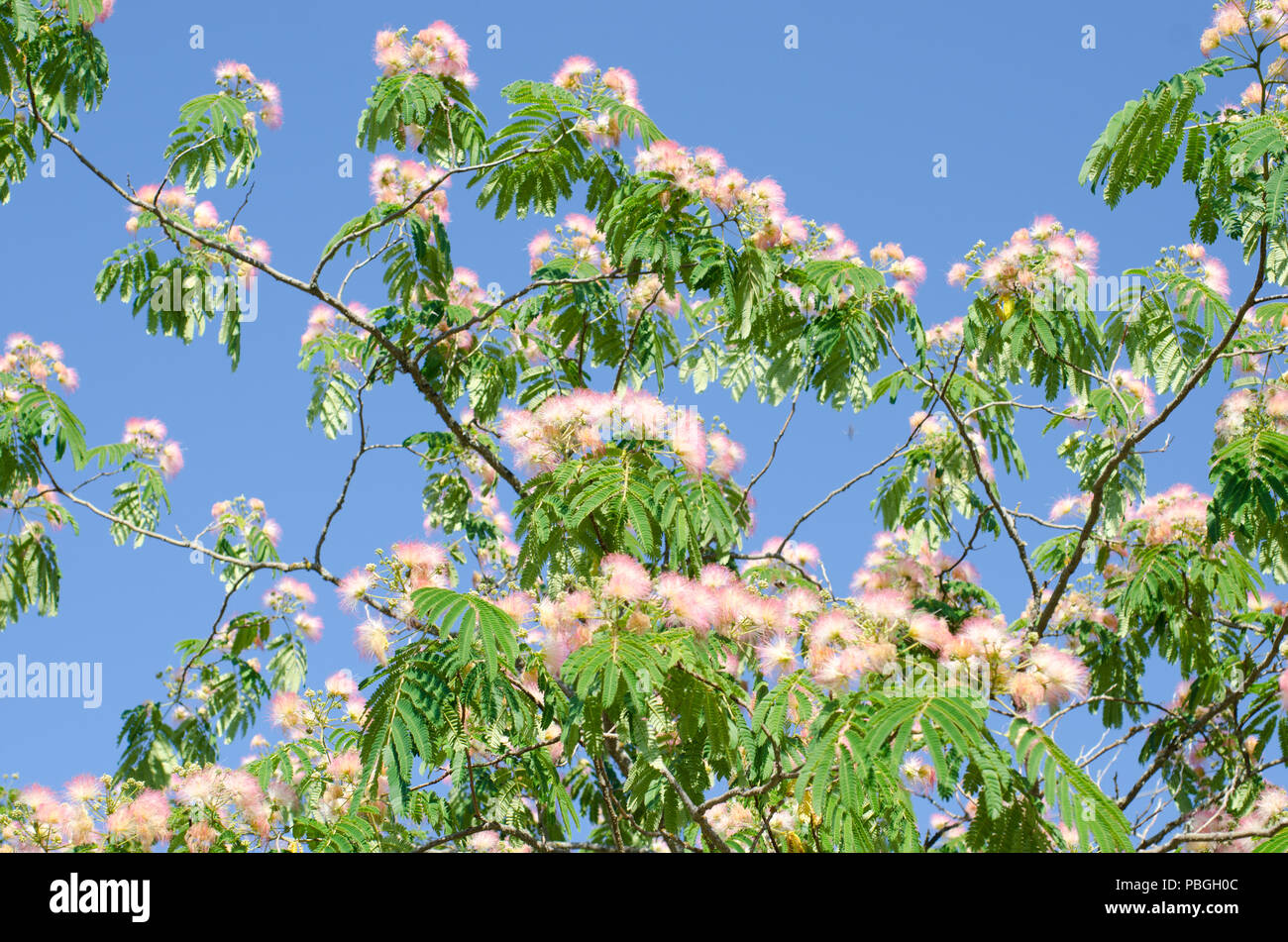 Mimosa tree blossom hi-res stock photography and images - Alamy
