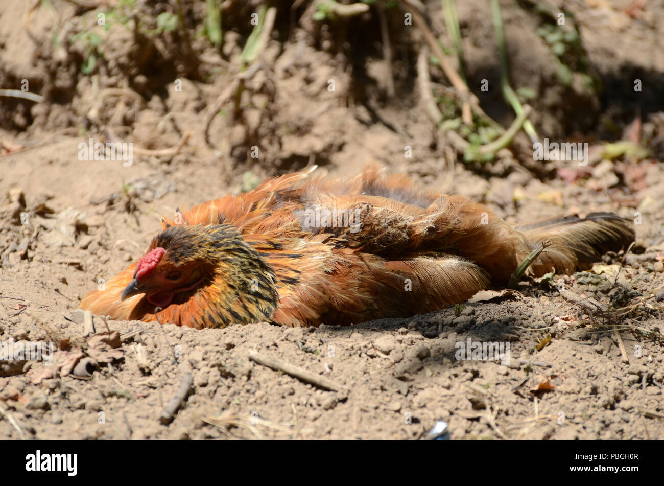 Chicken sleep hi-res stock photography and images - Alamy