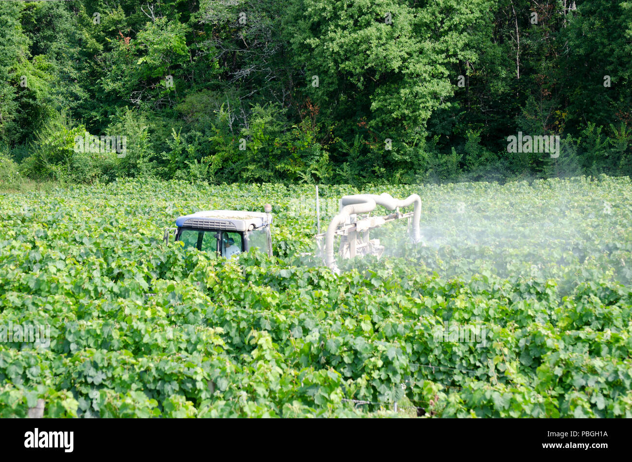Farmer spraying grape vines with tractor Stock Photo - Alamy