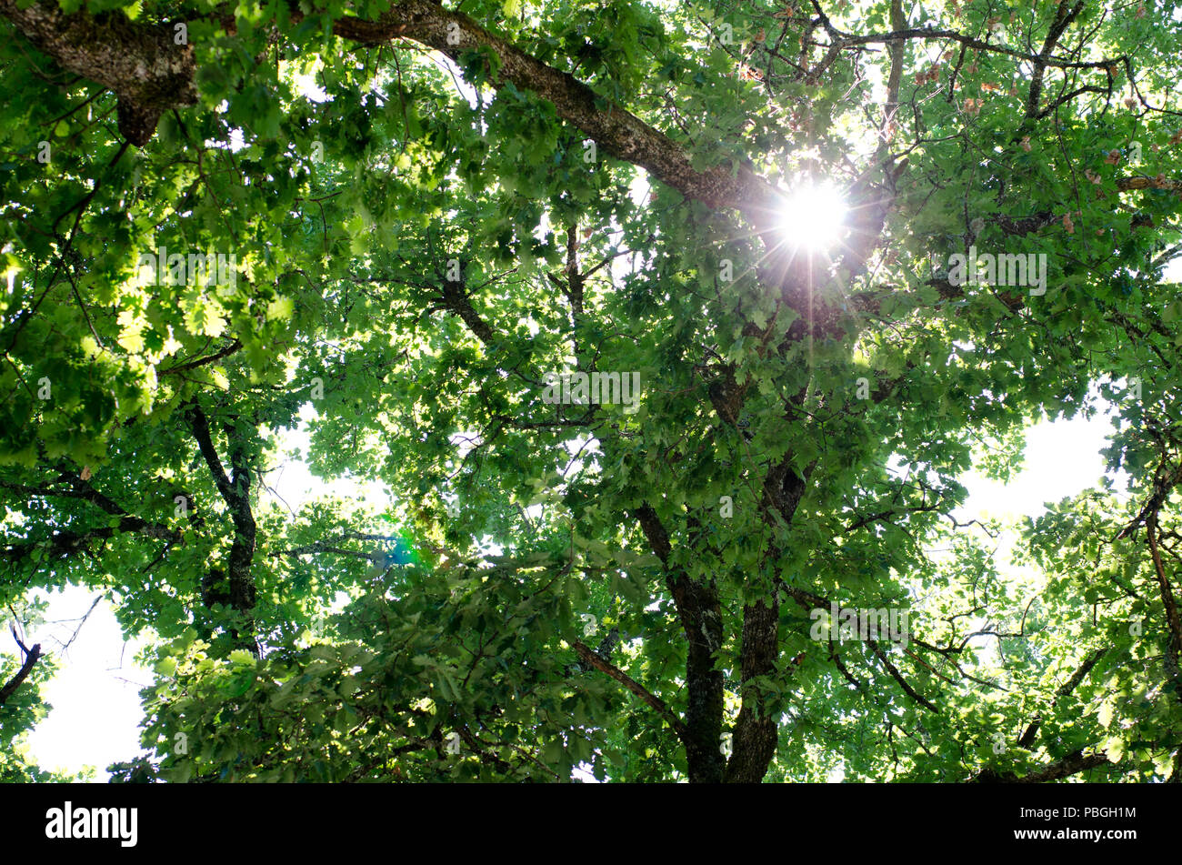 Sunlight shining through the leaves of a tree Stock Photo - Alamy