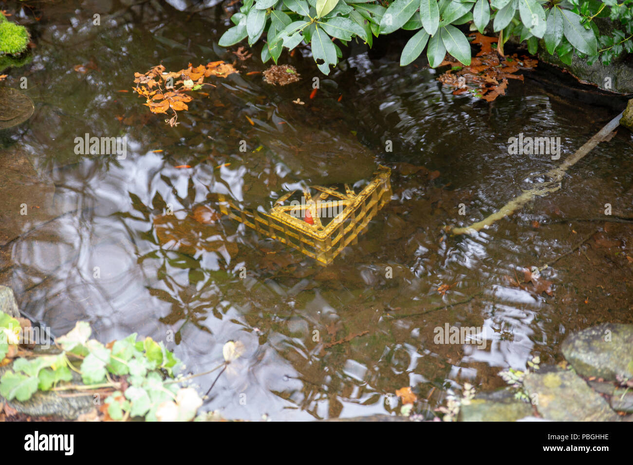 Man koi hi-res stock photography and images - Alamy