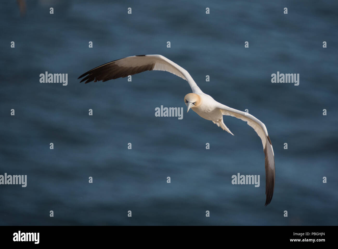 Dancing In The Wind High Resolution Stock Photography and Images - Alamy