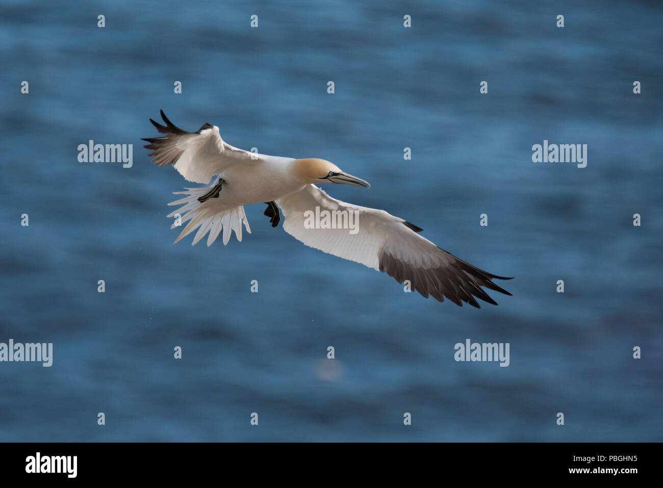 Dancing in the wind Stock Photo - Alamy