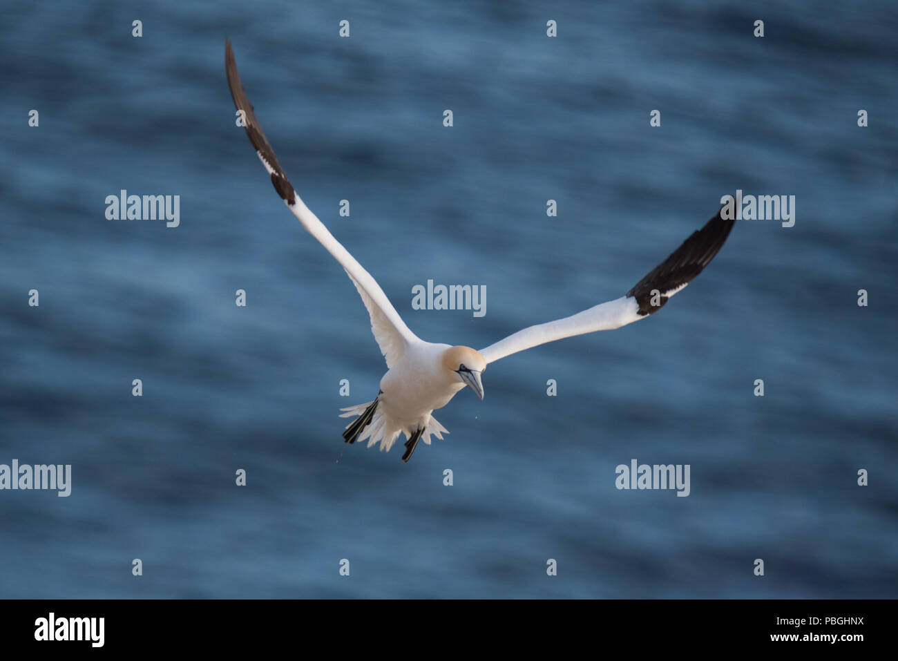 Dancing in the wind Stock Photo - Alamy
