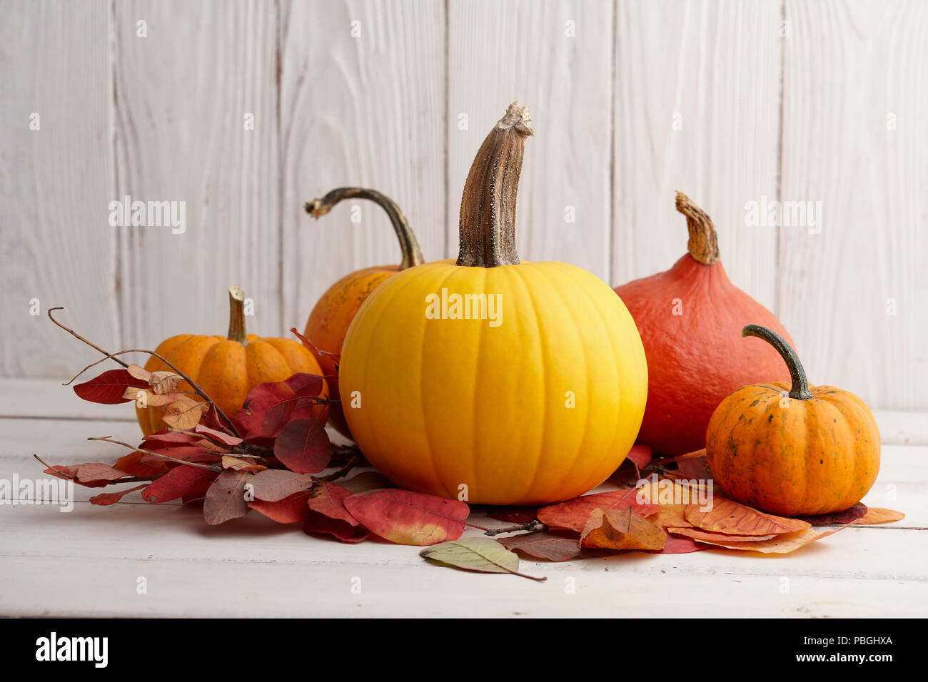 Colorful pumpkins and gourds for Halloween and Thanksgiving, holiday ...