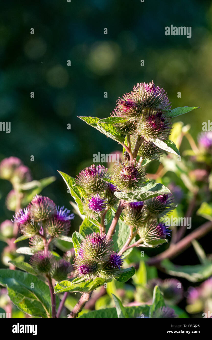 Purple thistle like flower hi-res stock photography and images - Alamy