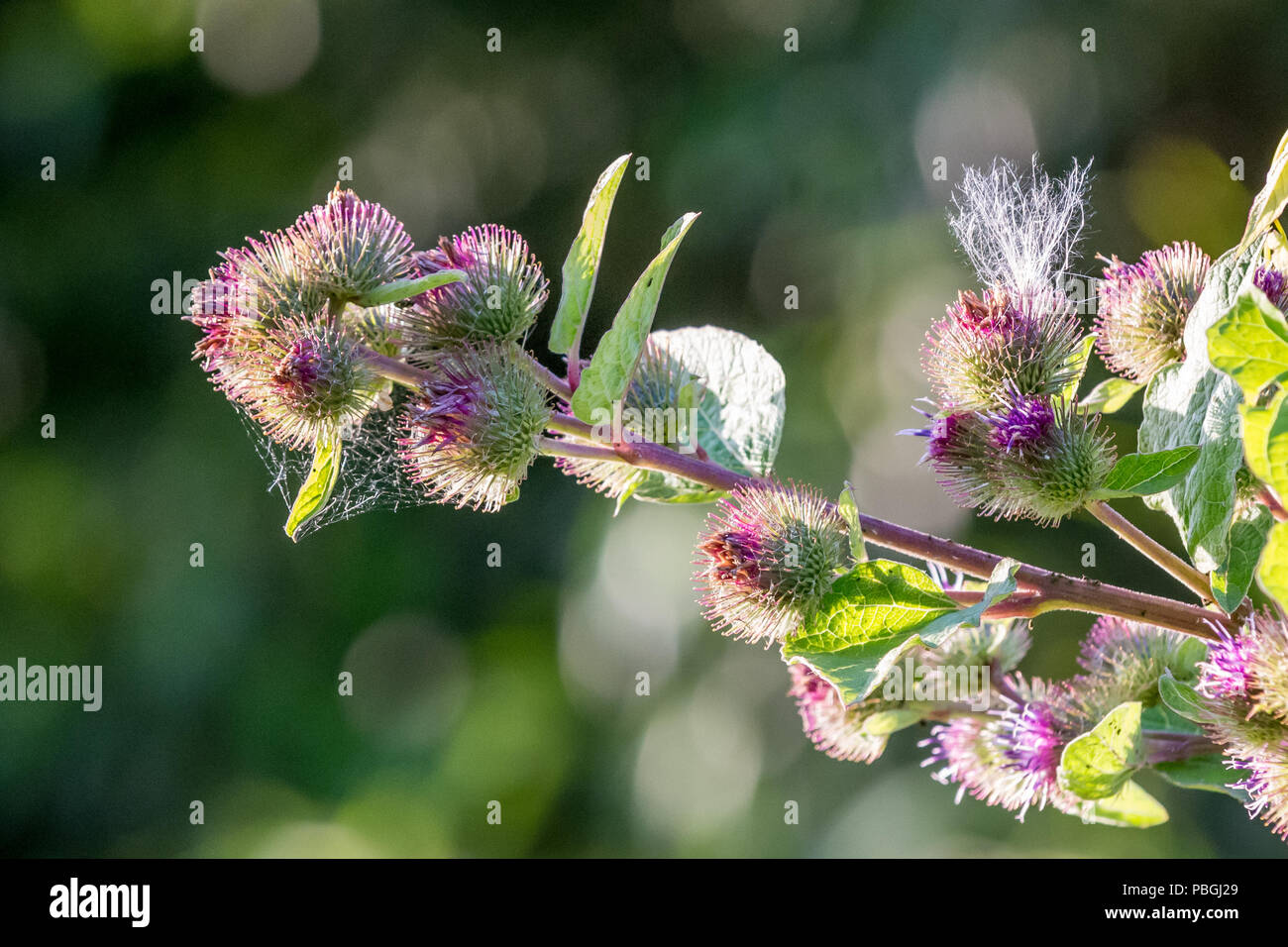 Purple thistle like flower hi-res stock photography and images - Alamy