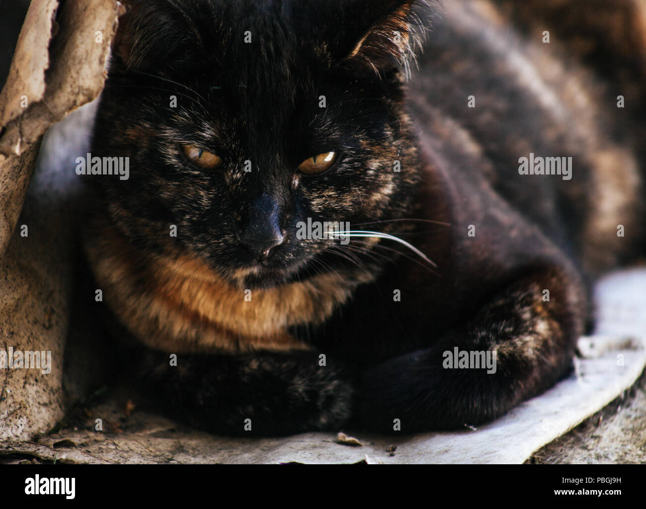 Nodding ginger hi-res stock photography and images - Alamy