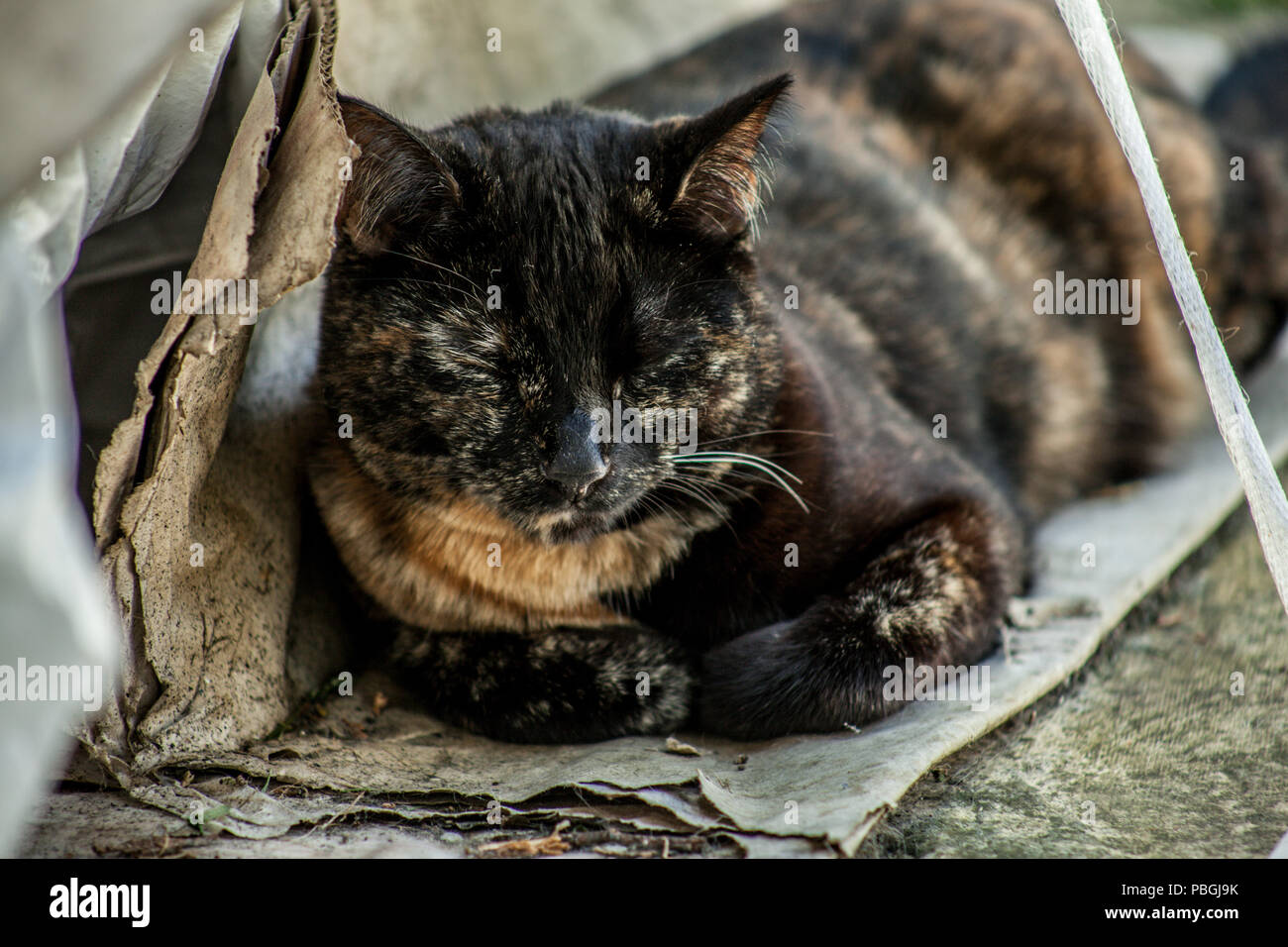Nodding ginger hi-res stock photography and images - Alamy
