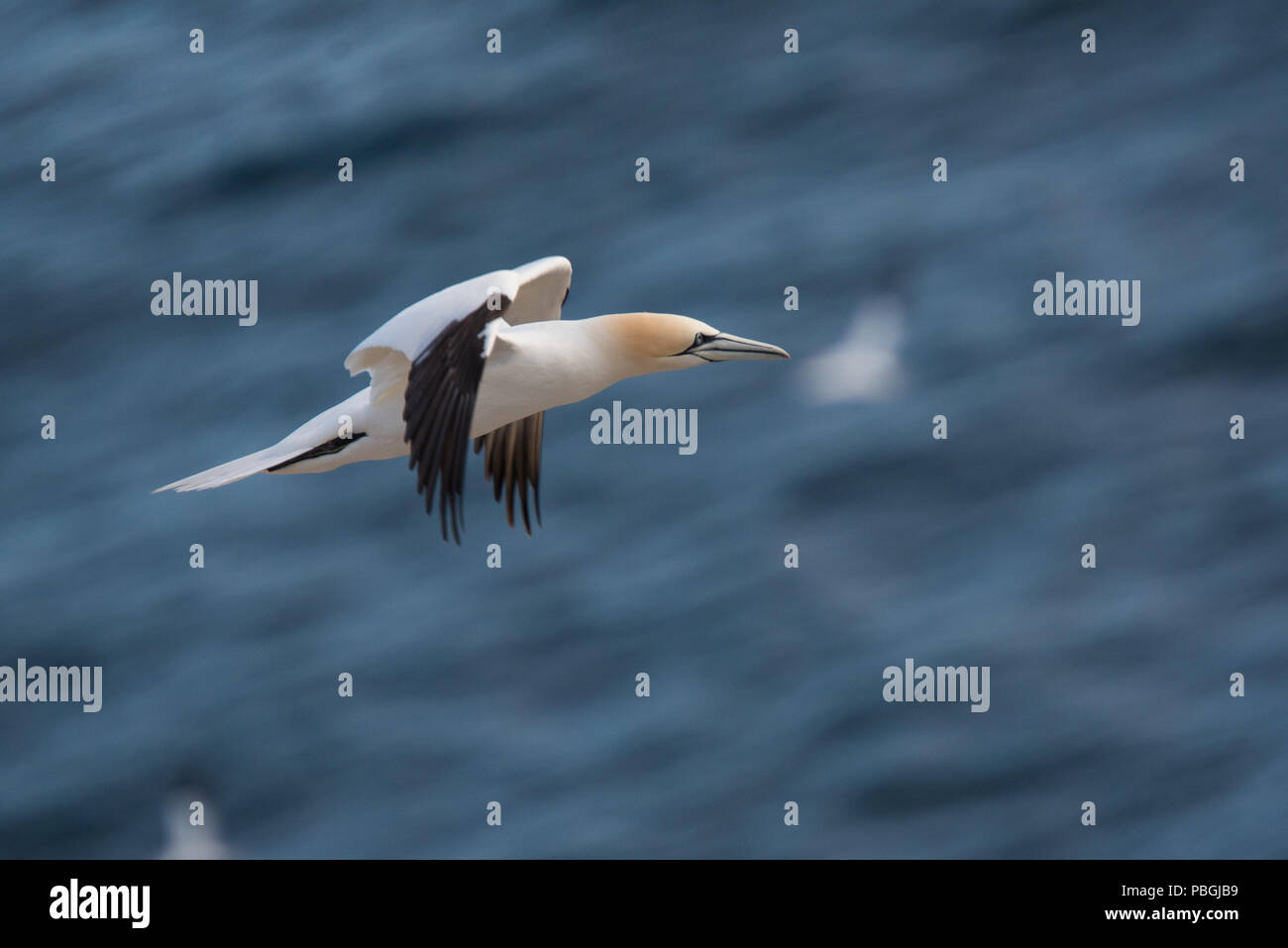 Dancing in the wind Stock Photo - Alamy
