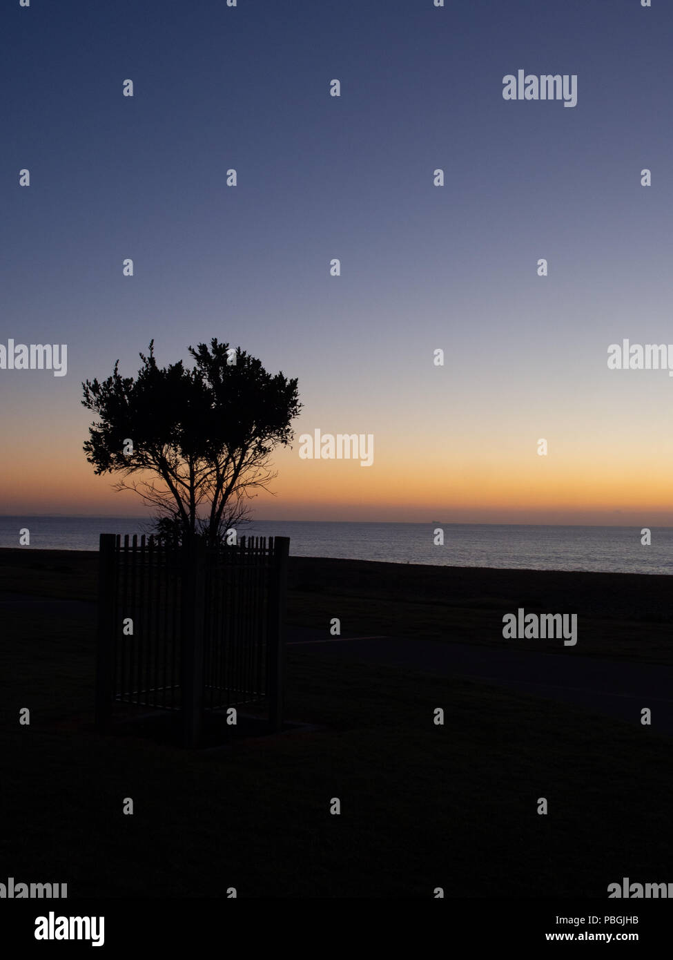 Tree In The Sunrise Glow At The Beach Stock Photo - Alamy