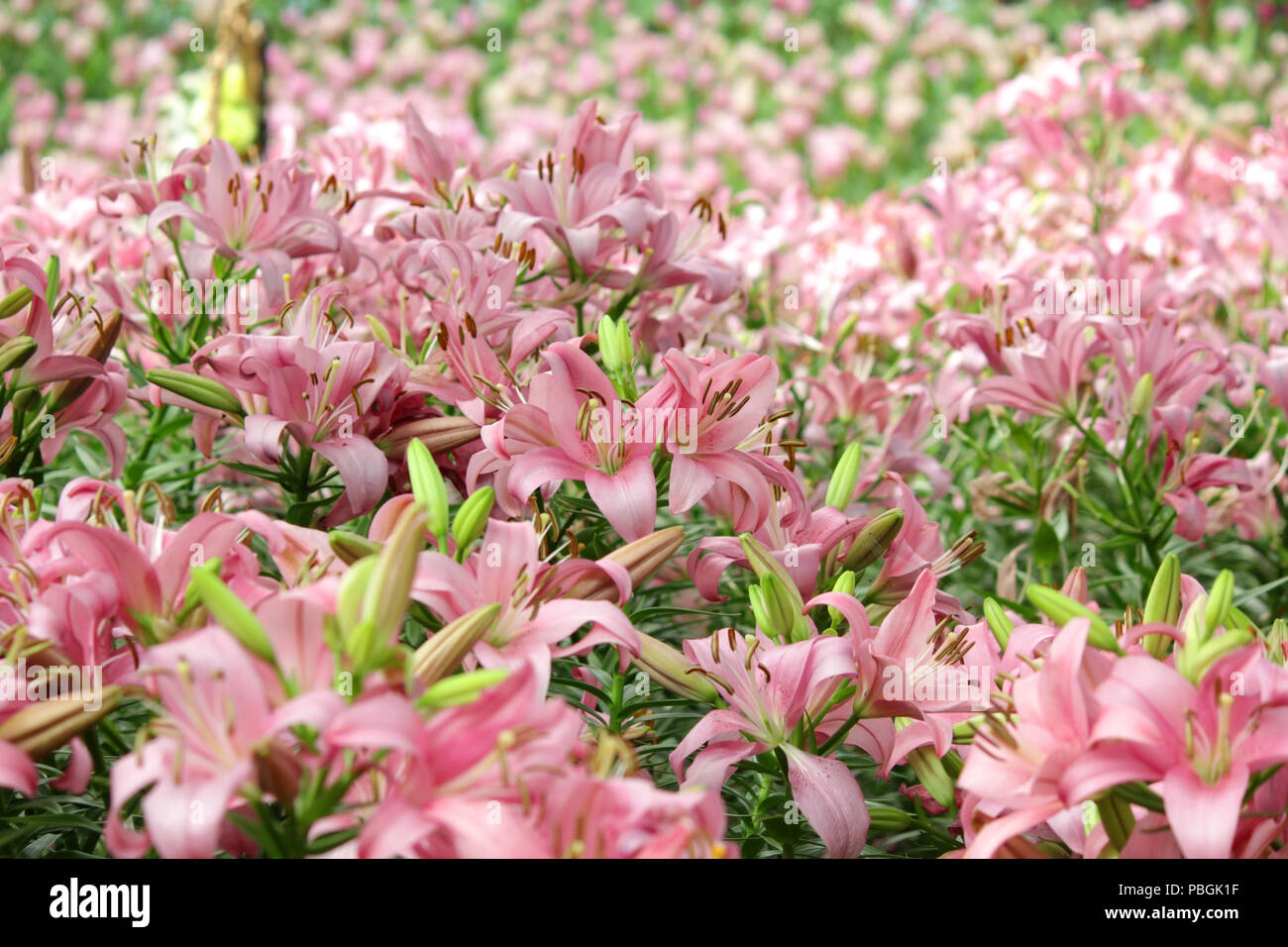 pile of beautiful pink lilies flower in lily garden Stock Photo - Alamy