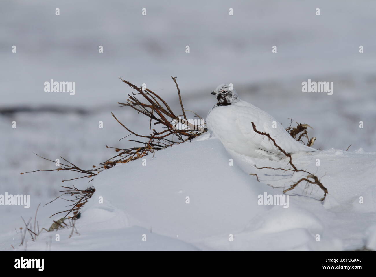 Adult male rock ptarmigan, Lagopus mutus, surveying its territory while ...