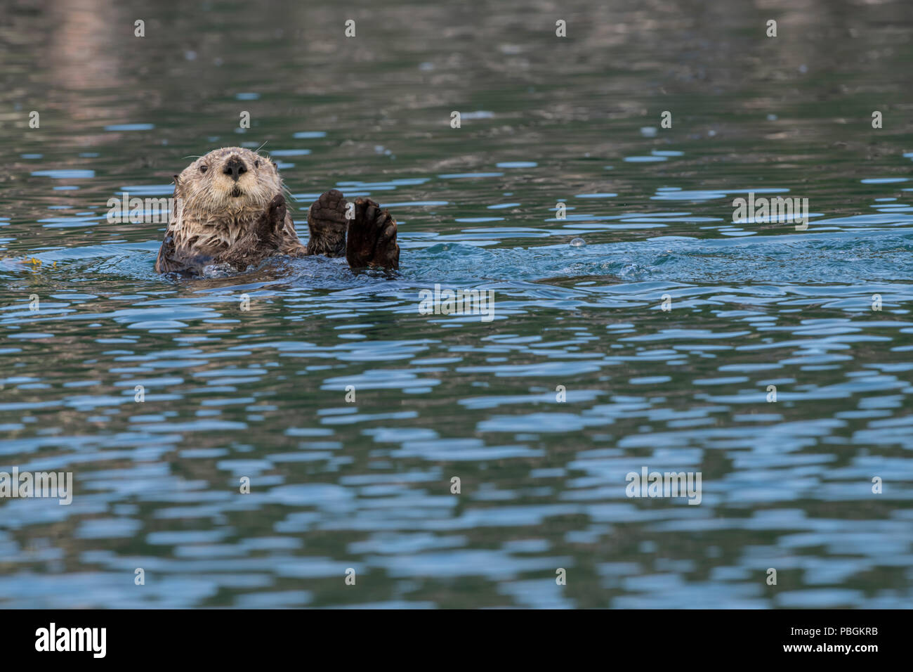Alaskan sea otter, Kachemak Bay, Alaska Stock Photo - Alamy