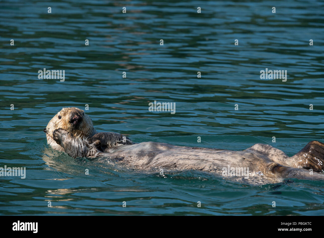 Alaskan sea otter, Kachemak Bay, Alaska Stock Photo - Alamy