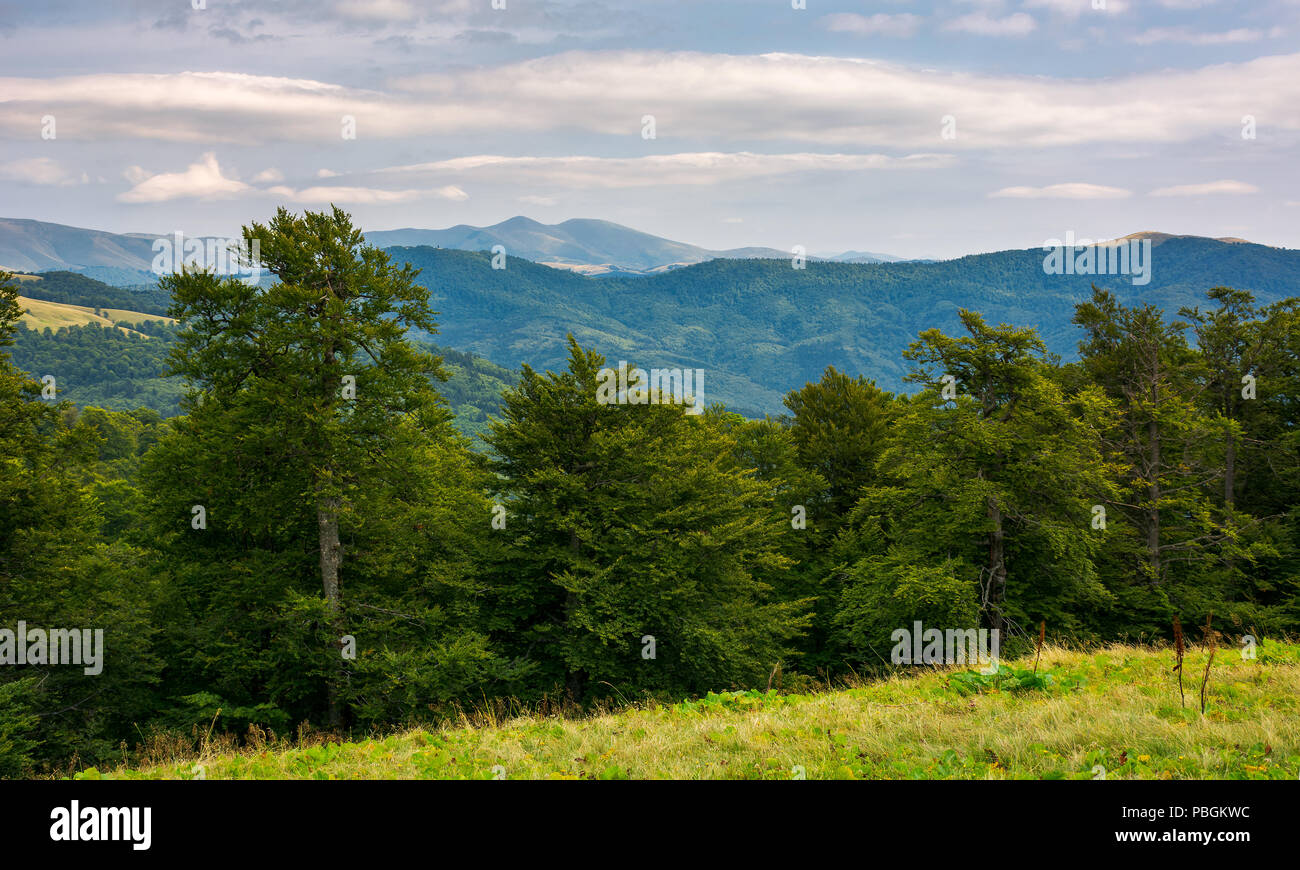primeval beech forest of Carpathian mountains. Svydovets ridge in the ...