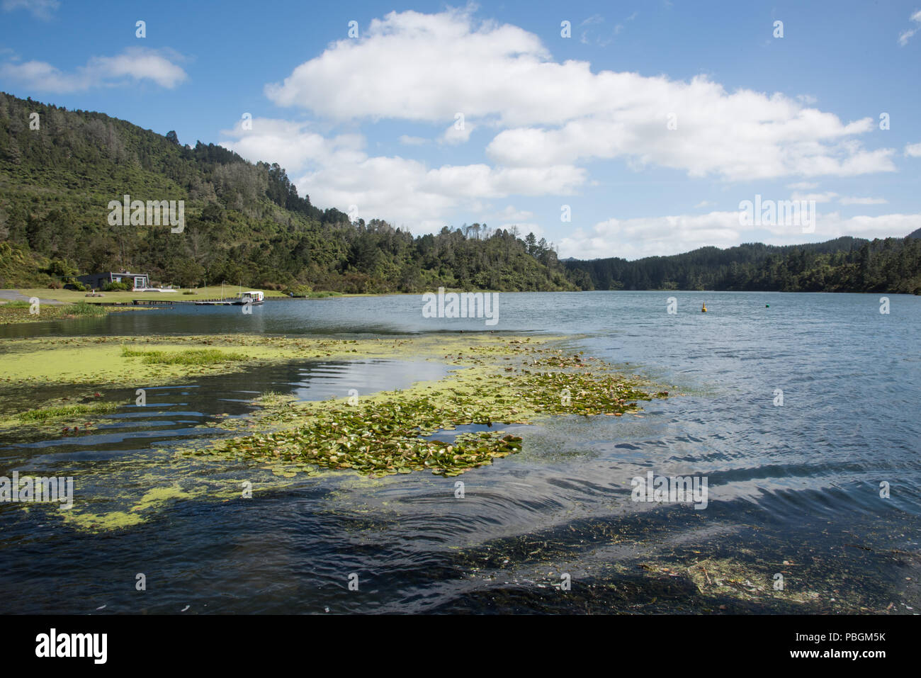 Rotorua, North Island, New Zealand-December 16,2016: Lily pads in Lake ...
