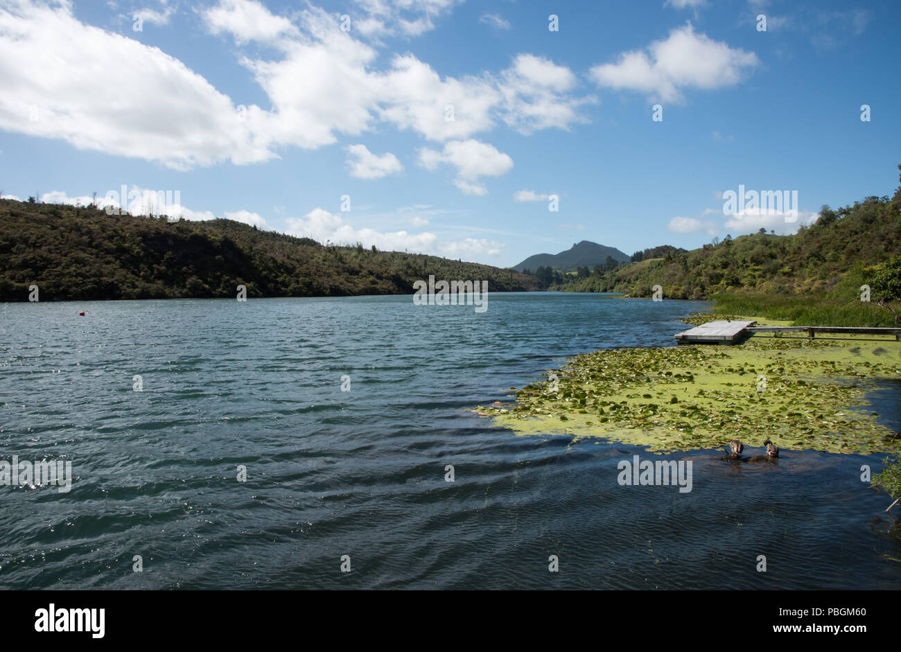 Jetty on Lake Ohakuri with water lilies and lush forest at the ...