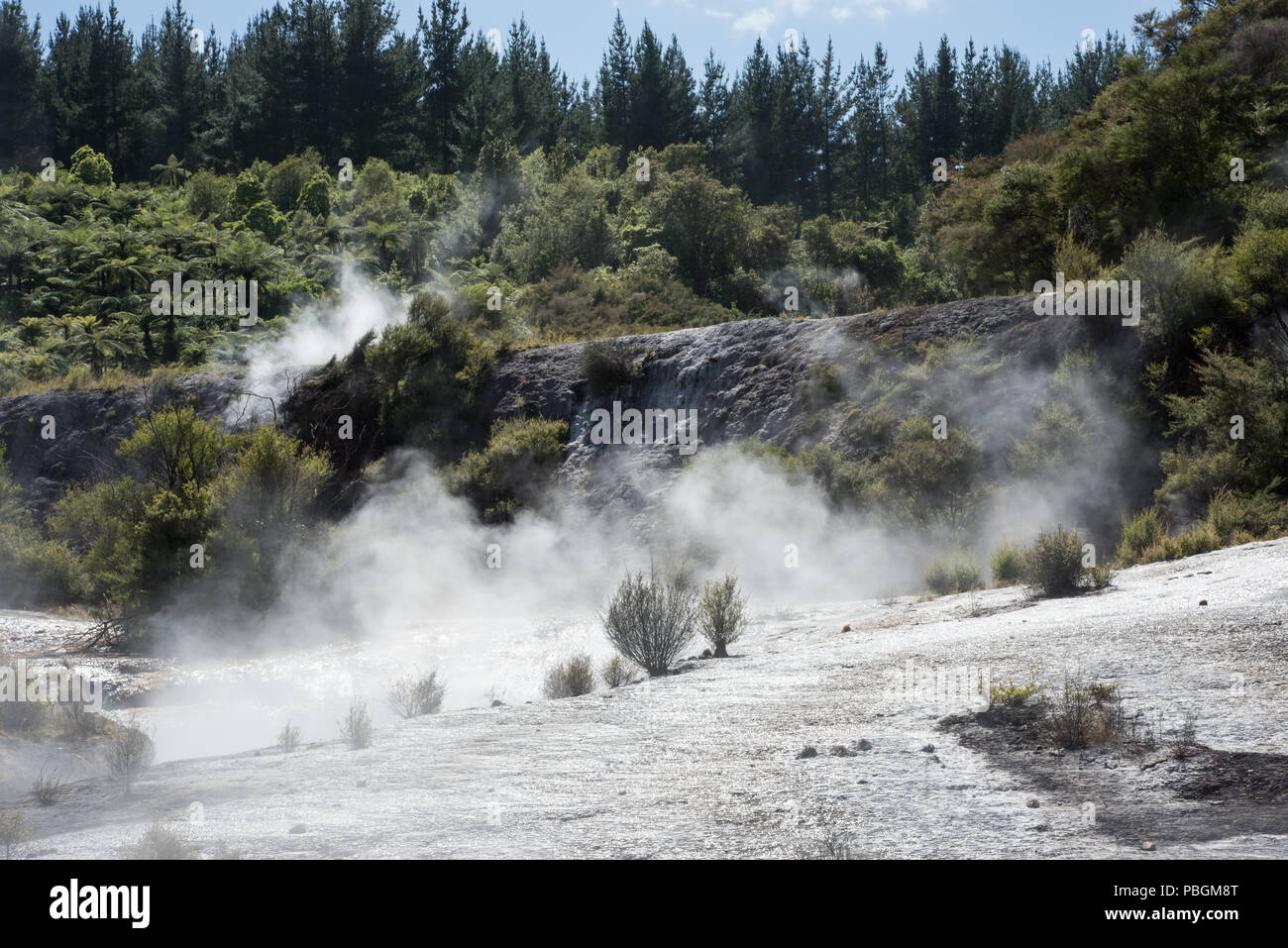 Majestic thermal activity with lush forest landscape at the geothermal ...