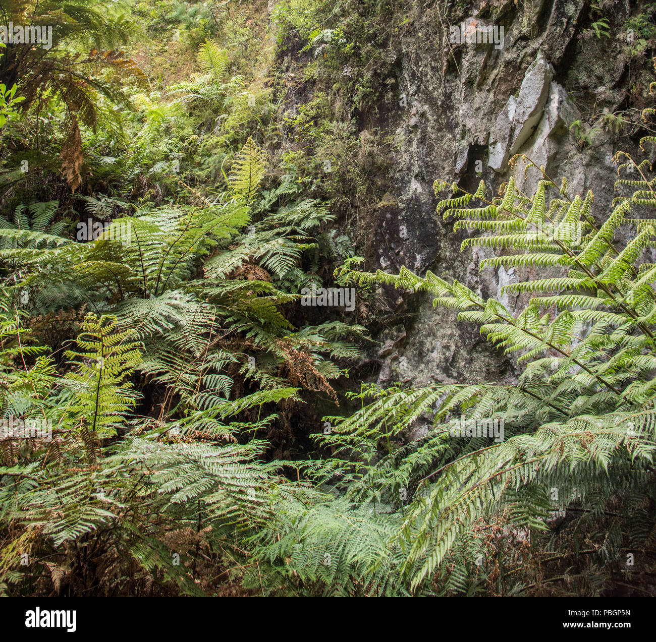 Low angle view of the tropical plants and ferns growing by cave at ...