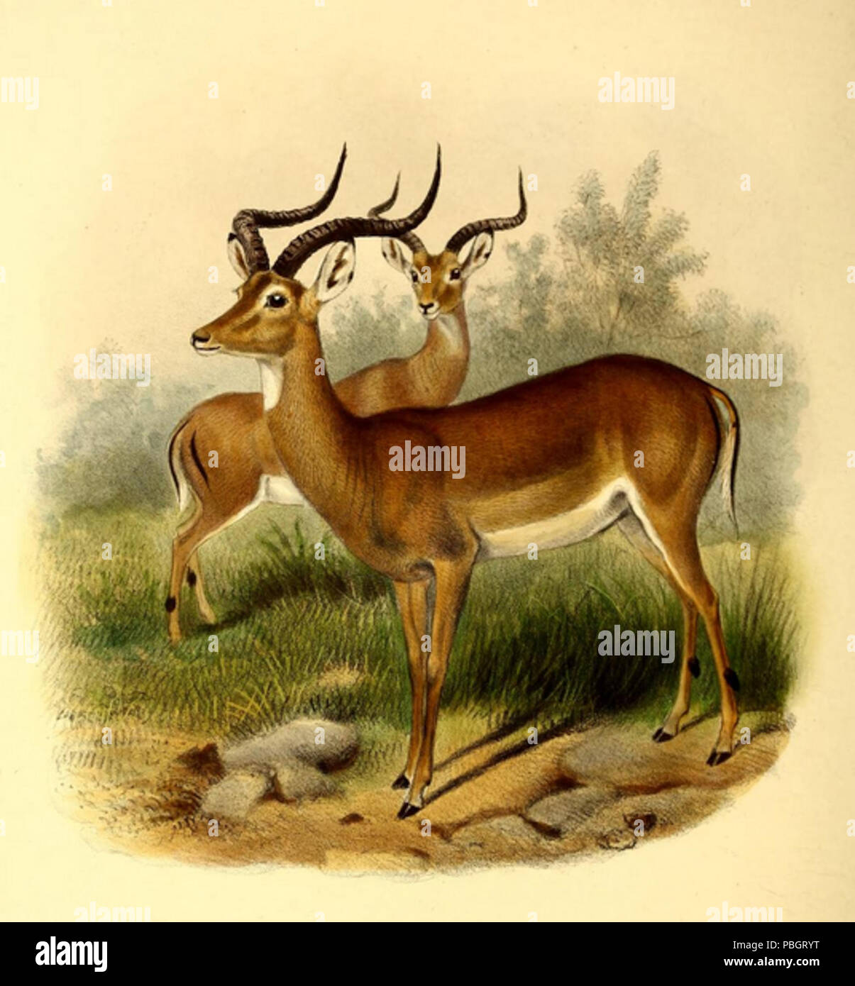 Book antelopes 1894 hi-res stock photography and images - Alamy