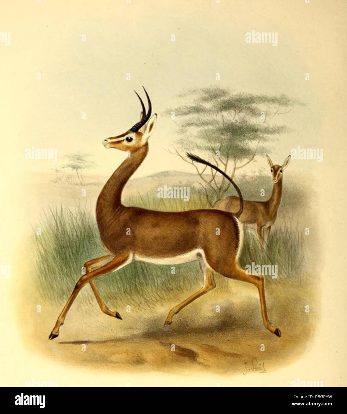 Book antelopes 1894 hi-res stock photography and images - Alamy