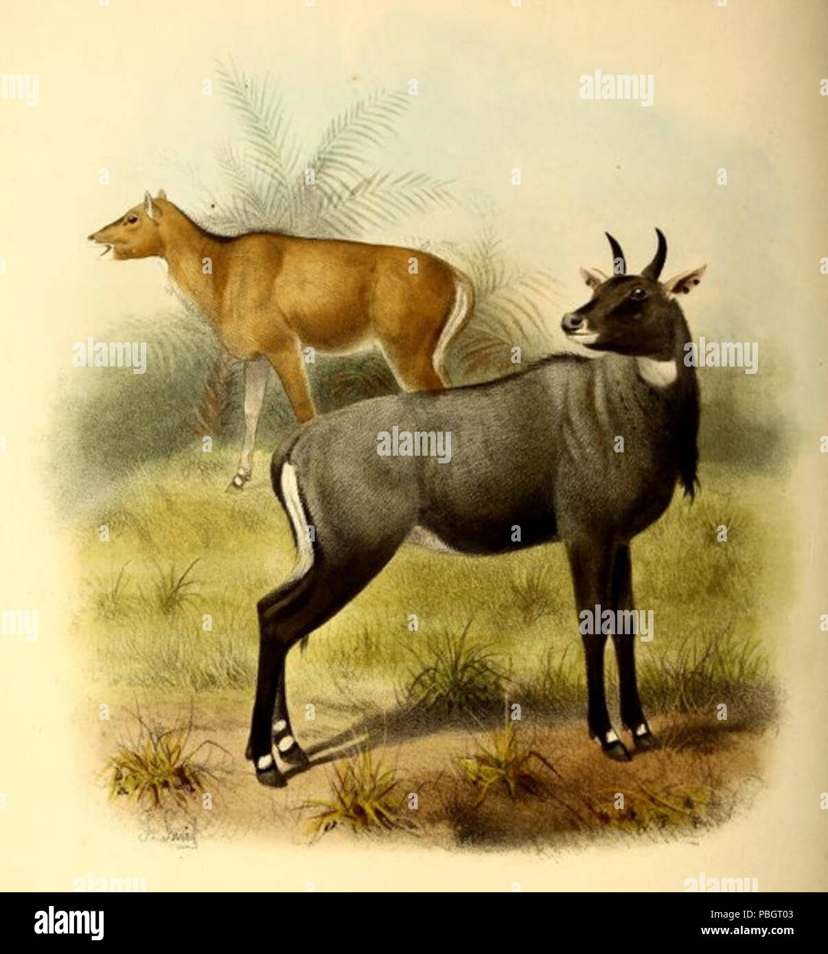 Book antelopes 1894 hi-res stock photography and images - Alamy