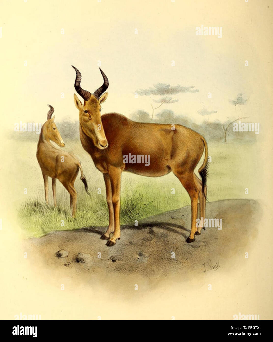 Busephalus hi-res stock photography and images - Alamy