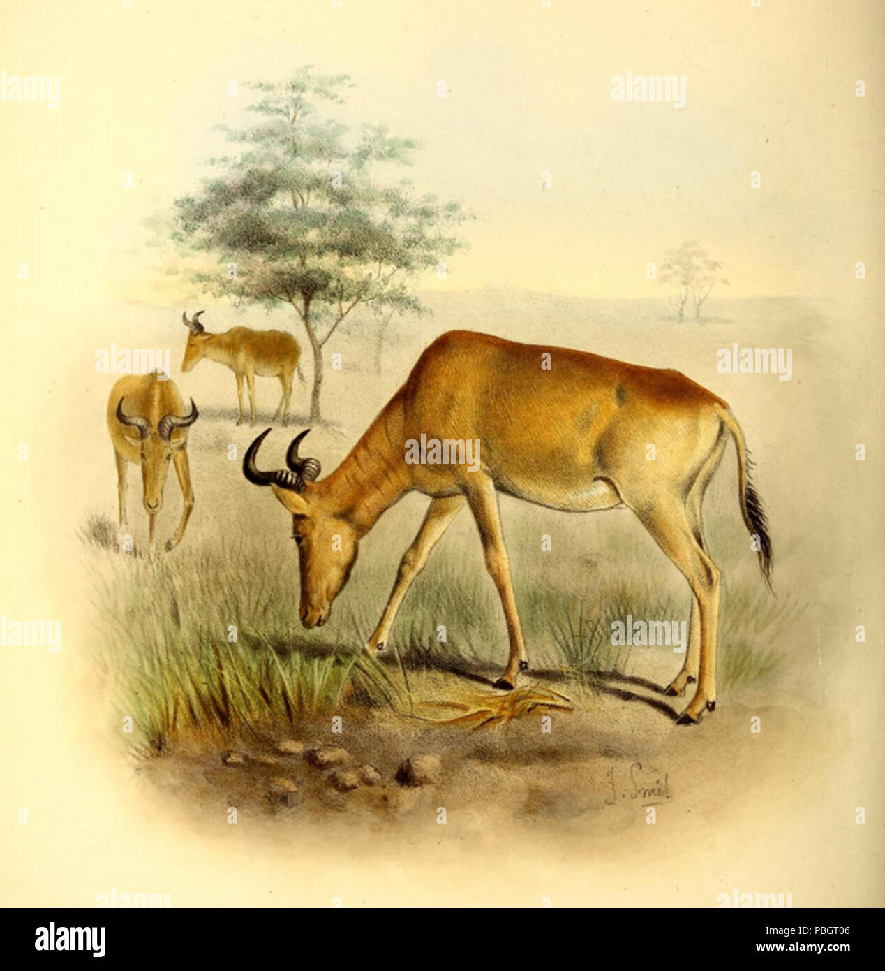Book antelopes 1894 hi-res stock photography and images - Alamy