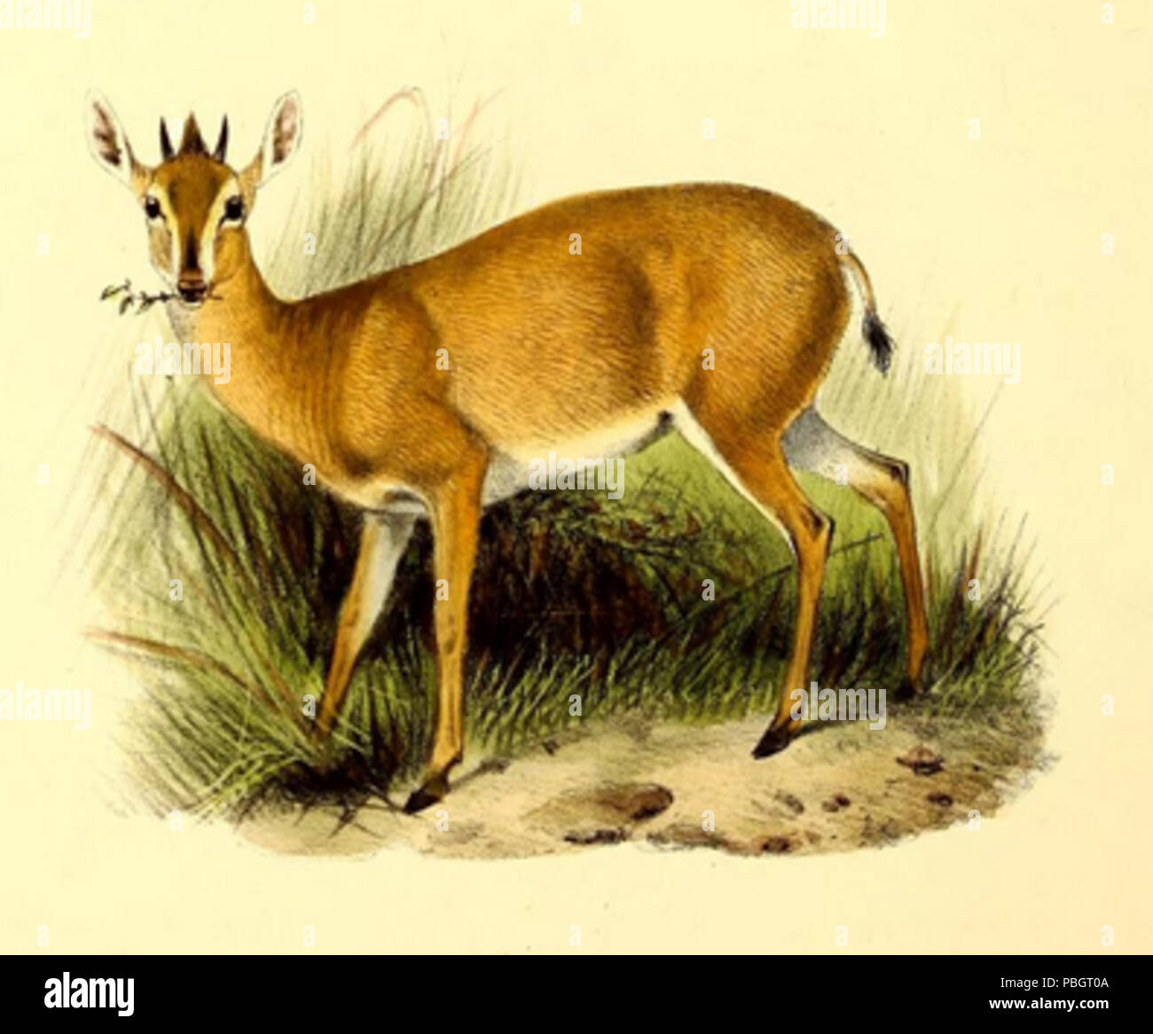 Cephalophus hi-res stock photography and images - Alamy