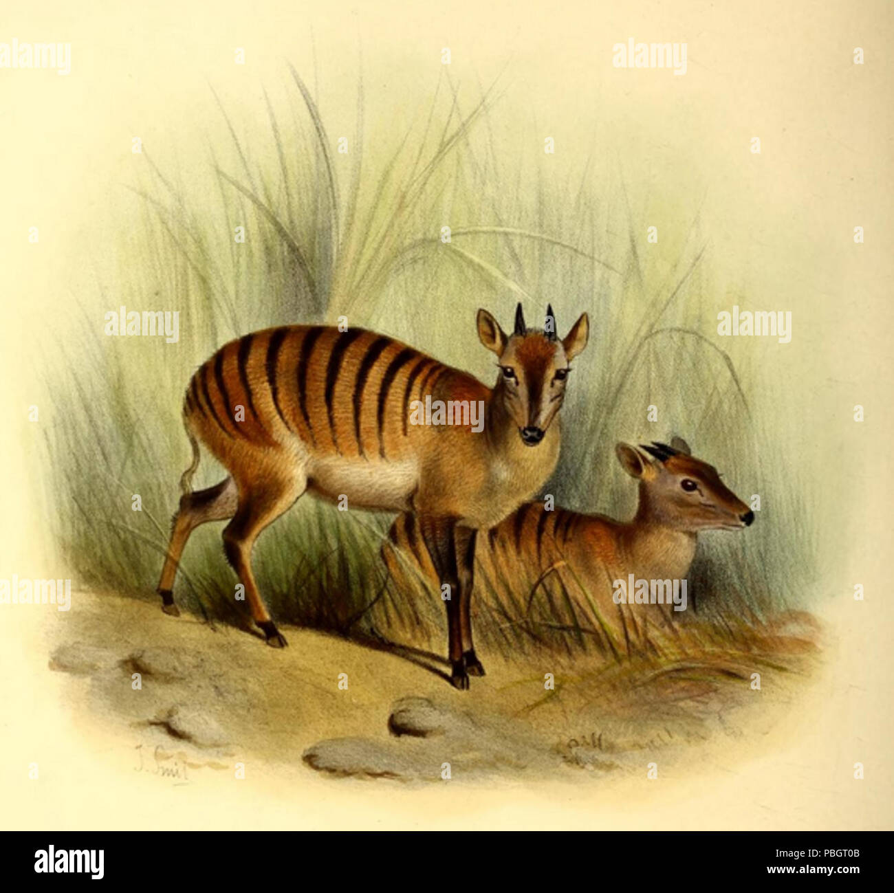 1617 The book of antelopes (1894) Cephalophus doriae Stock Photo - Alamy