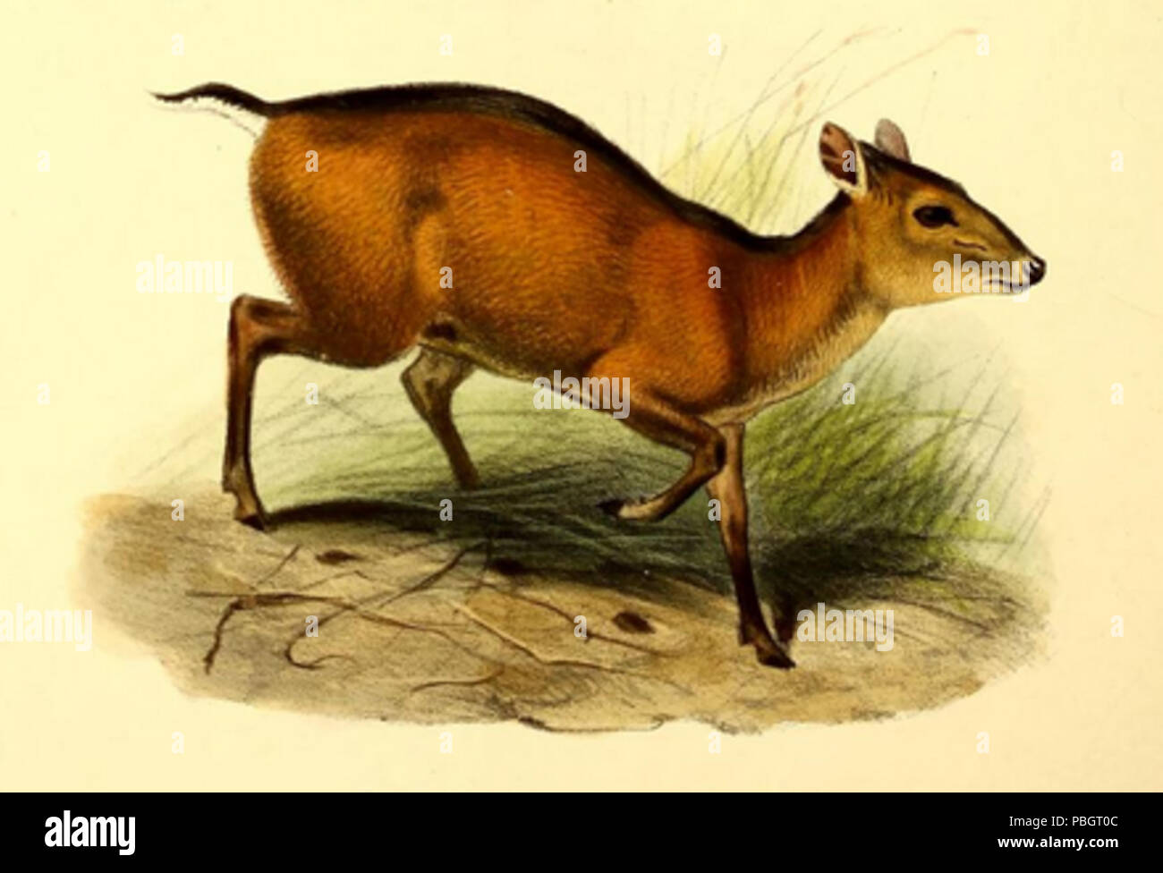 Cephalophus dorsalis hi-res stock photography and images - Alamy