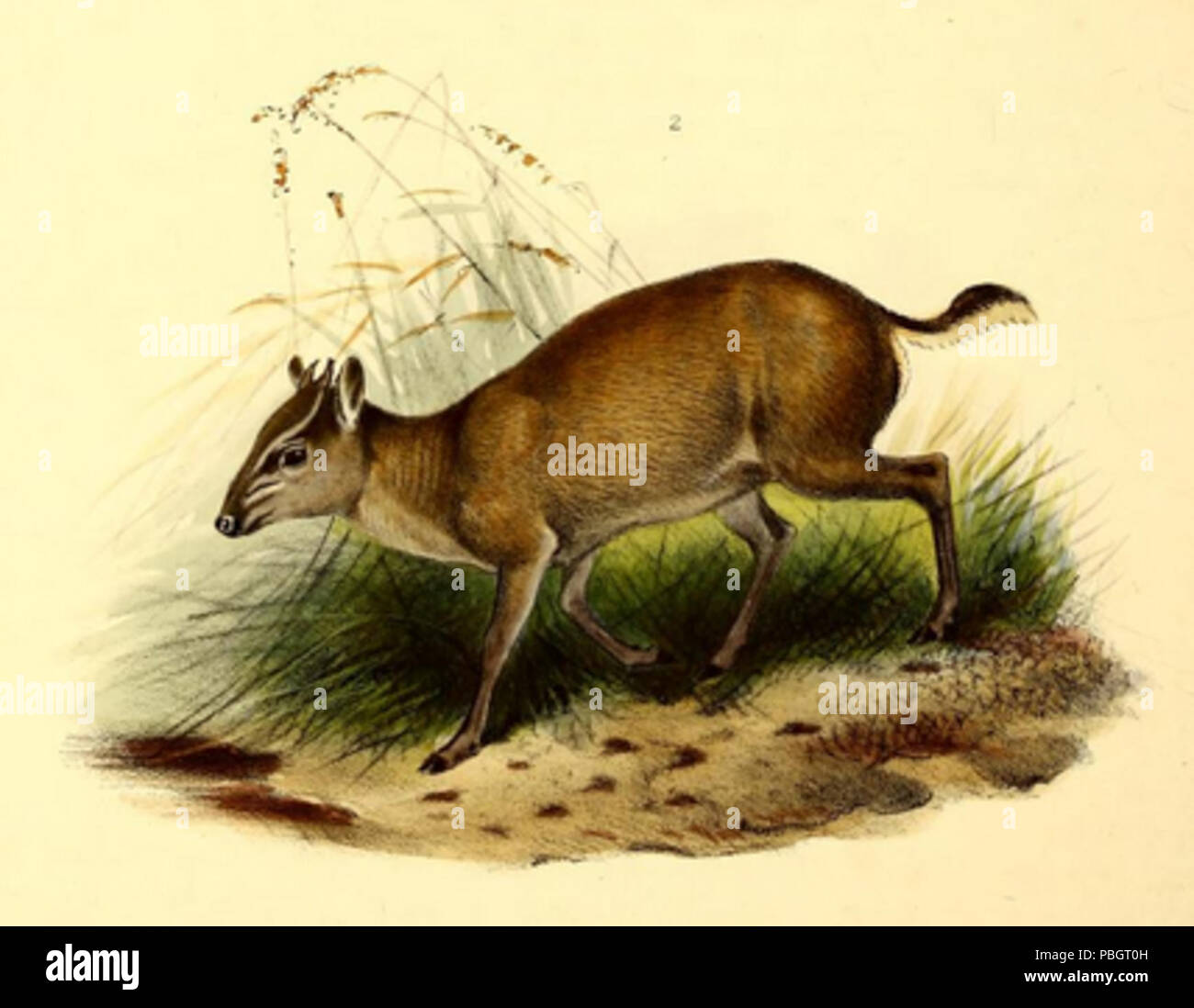 Book antelopes 1894 hi-res stock photography and images - Alamy