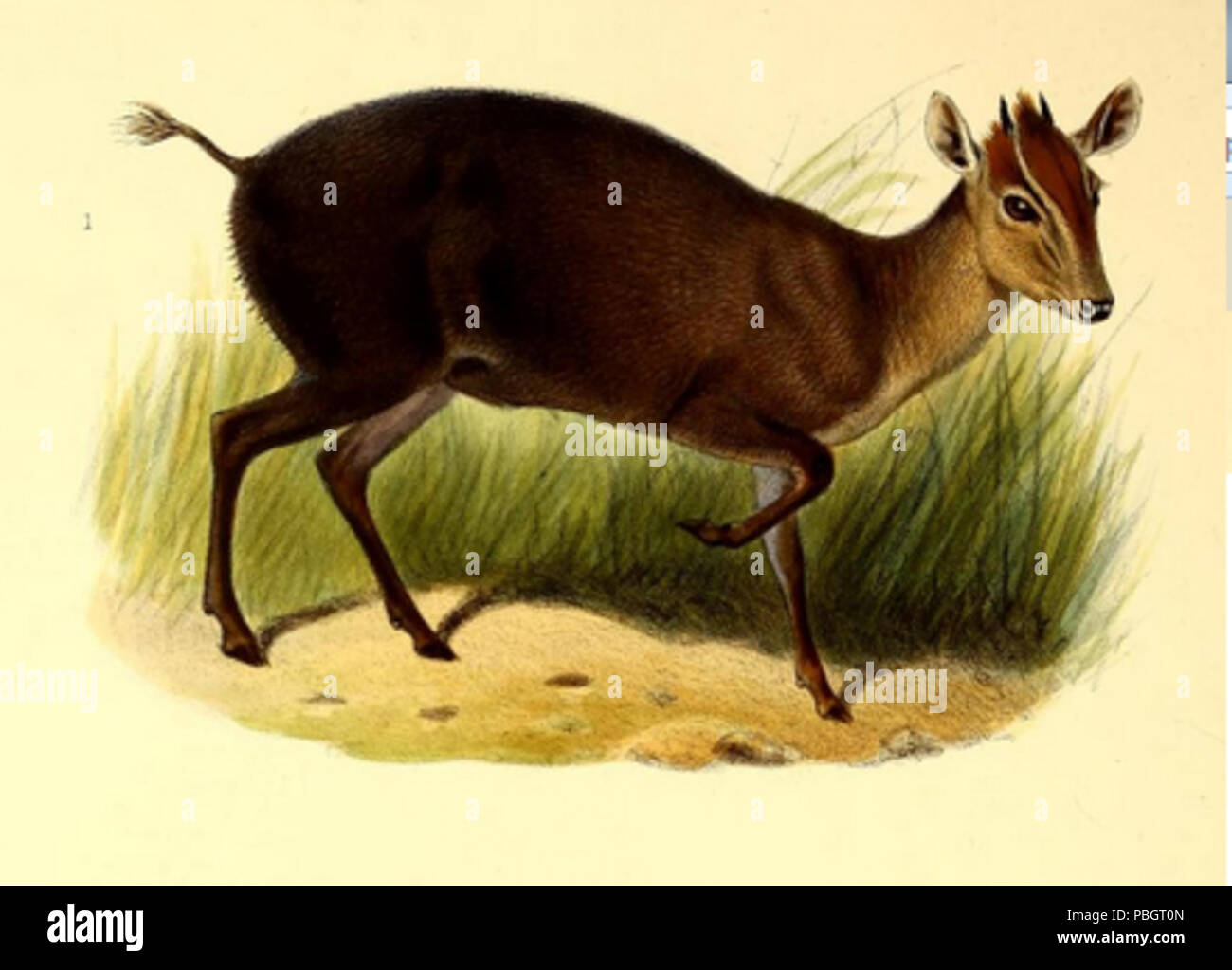 Cephalophus hi-res stock photography and images - Alamy