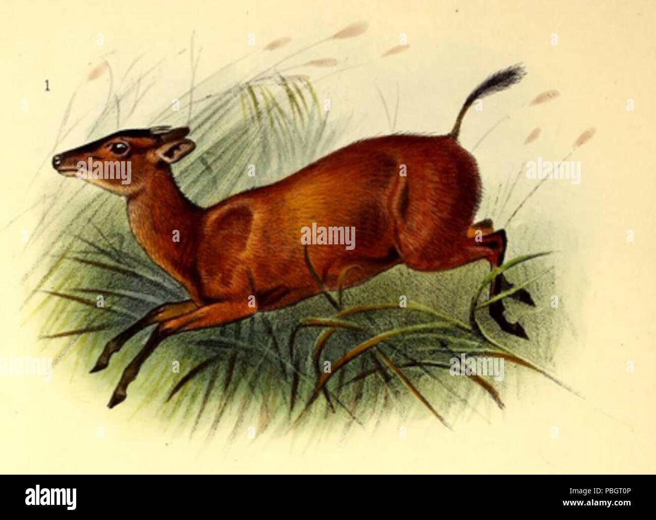 Book antelopes 1894 hi-res stock photography and images - Alamy