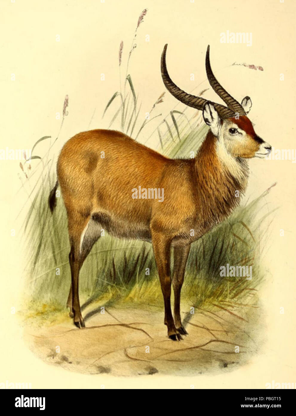 Antelopes anatomy hi-res stock photography and images - Alamy