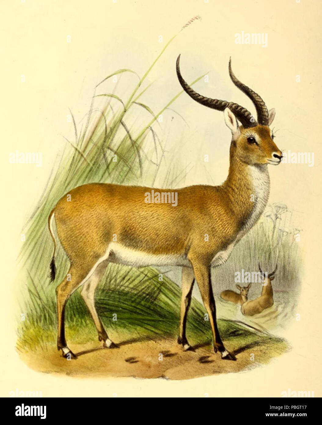 Book antelopes 1894 hi-res stock photography and images - Alamy