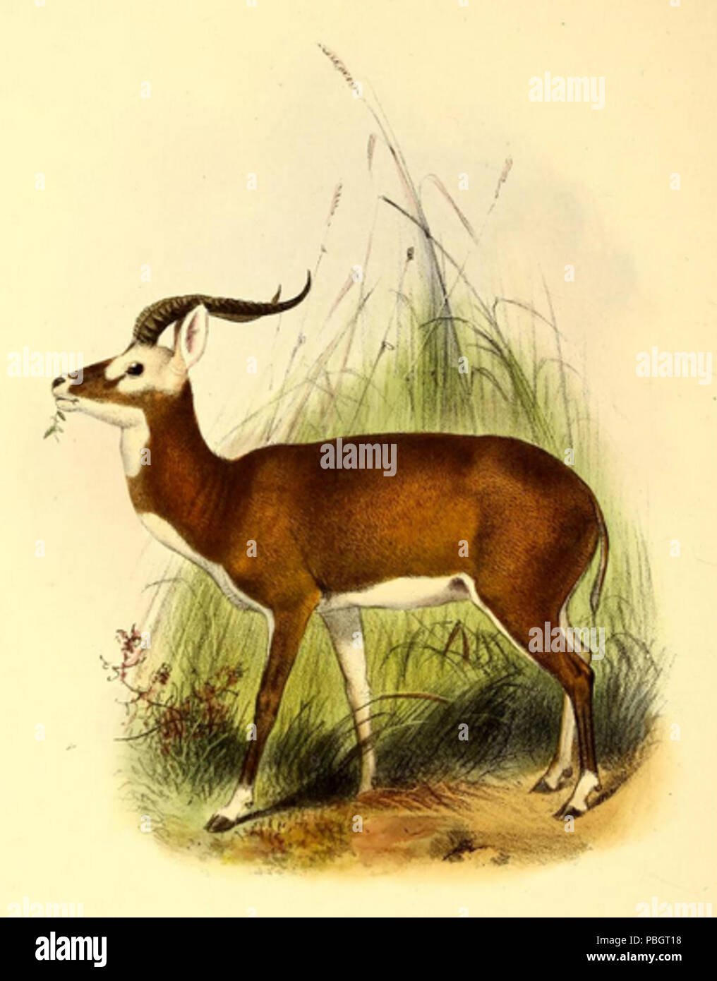 Book antelopes 1894 hi-res stock photography and images - Alamy