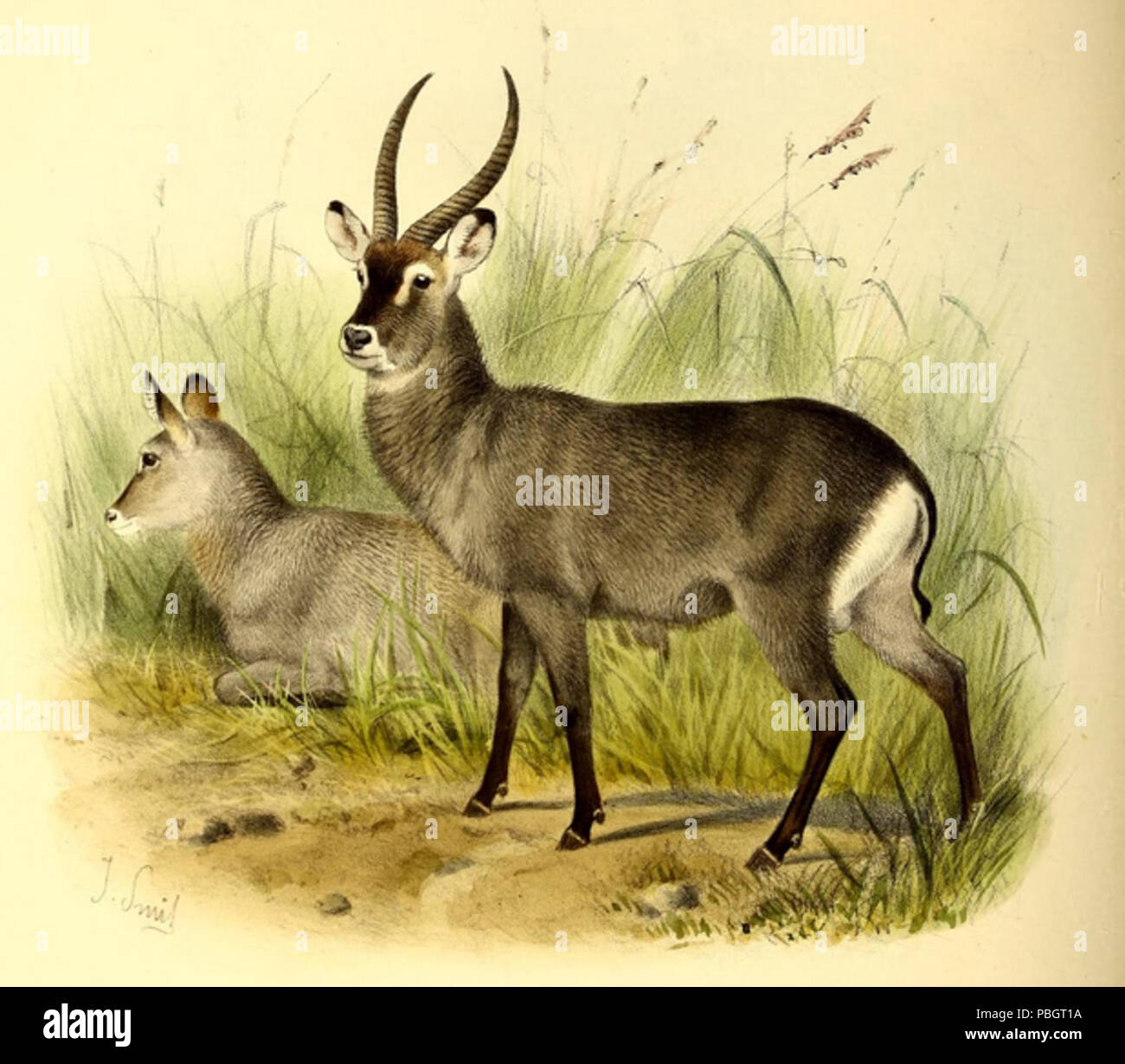 Book antelopes 1894 hi-res stock photography and images - Alamy