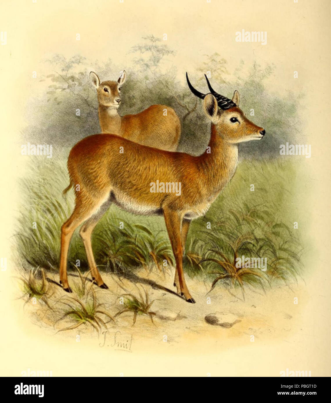 Book antelopes 1894 hi-res stock photography and images - Alamy