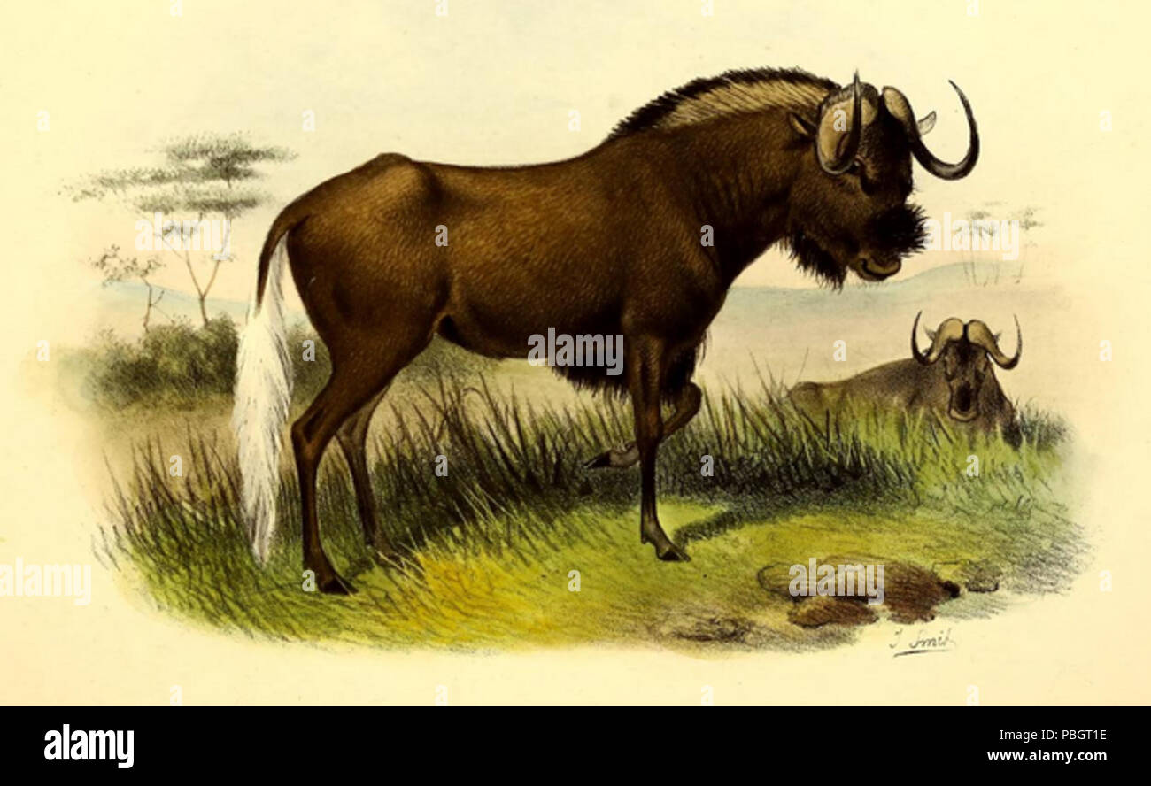 Book antelopes 1894 hi-res stock photography and images - Alamy
