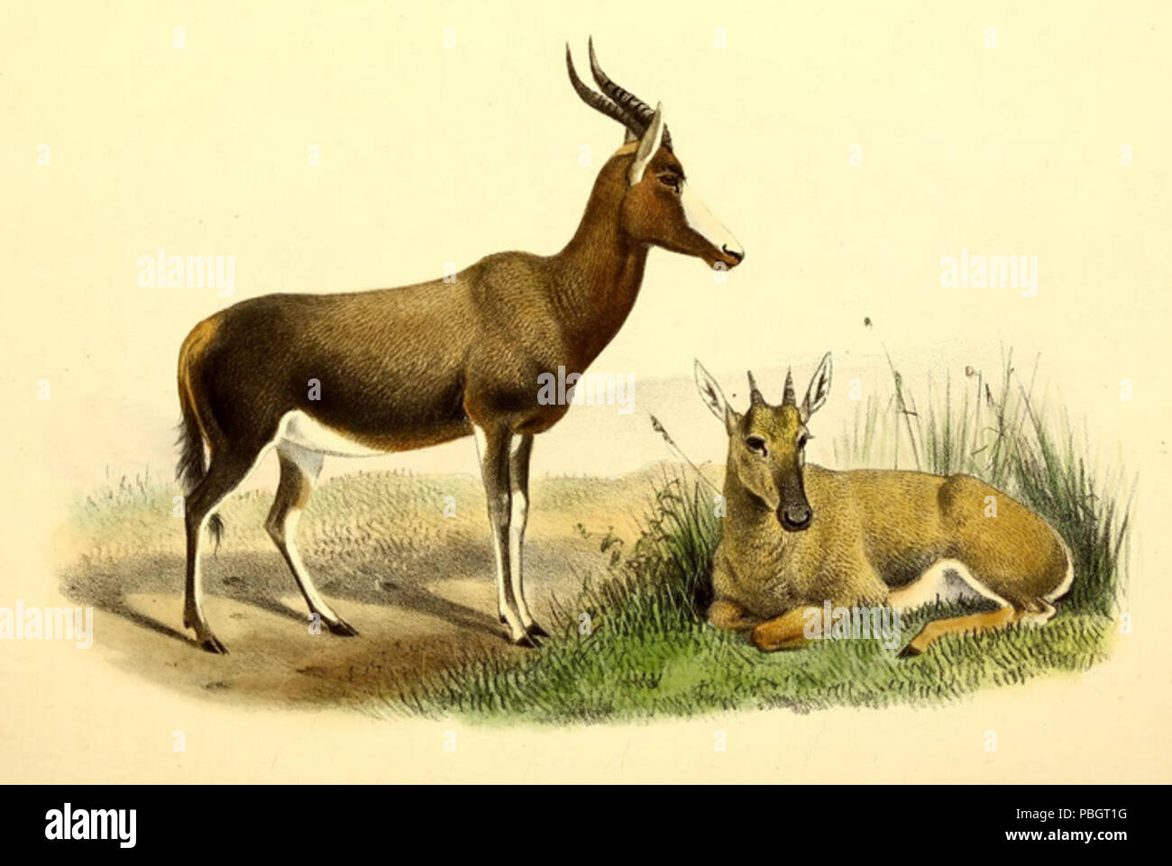 Book antelopes 1894 hi-res stock photography and images - Alamy