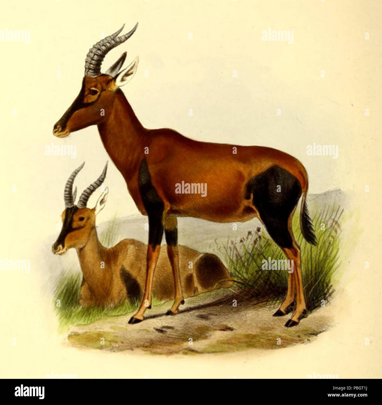 Antelopes illustrations hi-res stock photography and images - Alamy