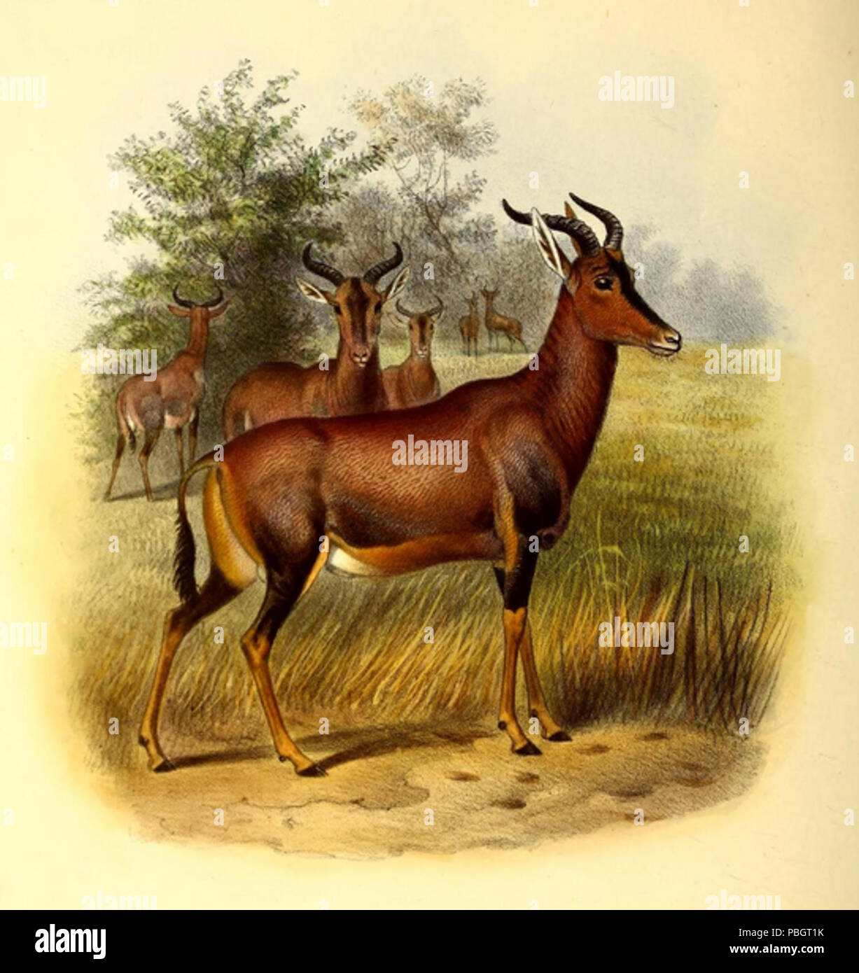 Book antelopes 1894 hi-res stock photography and images - Alamy