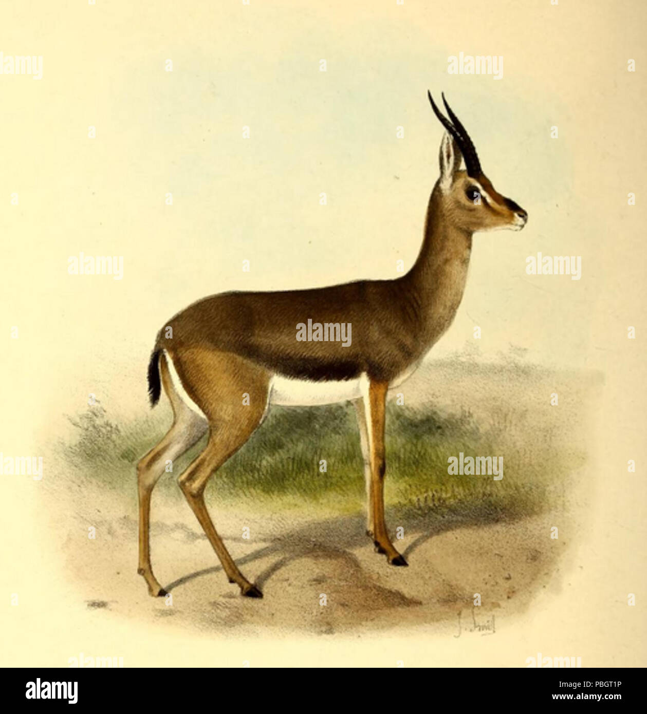 Book antelopes 1894 hi-res stock photography and images - Alamy