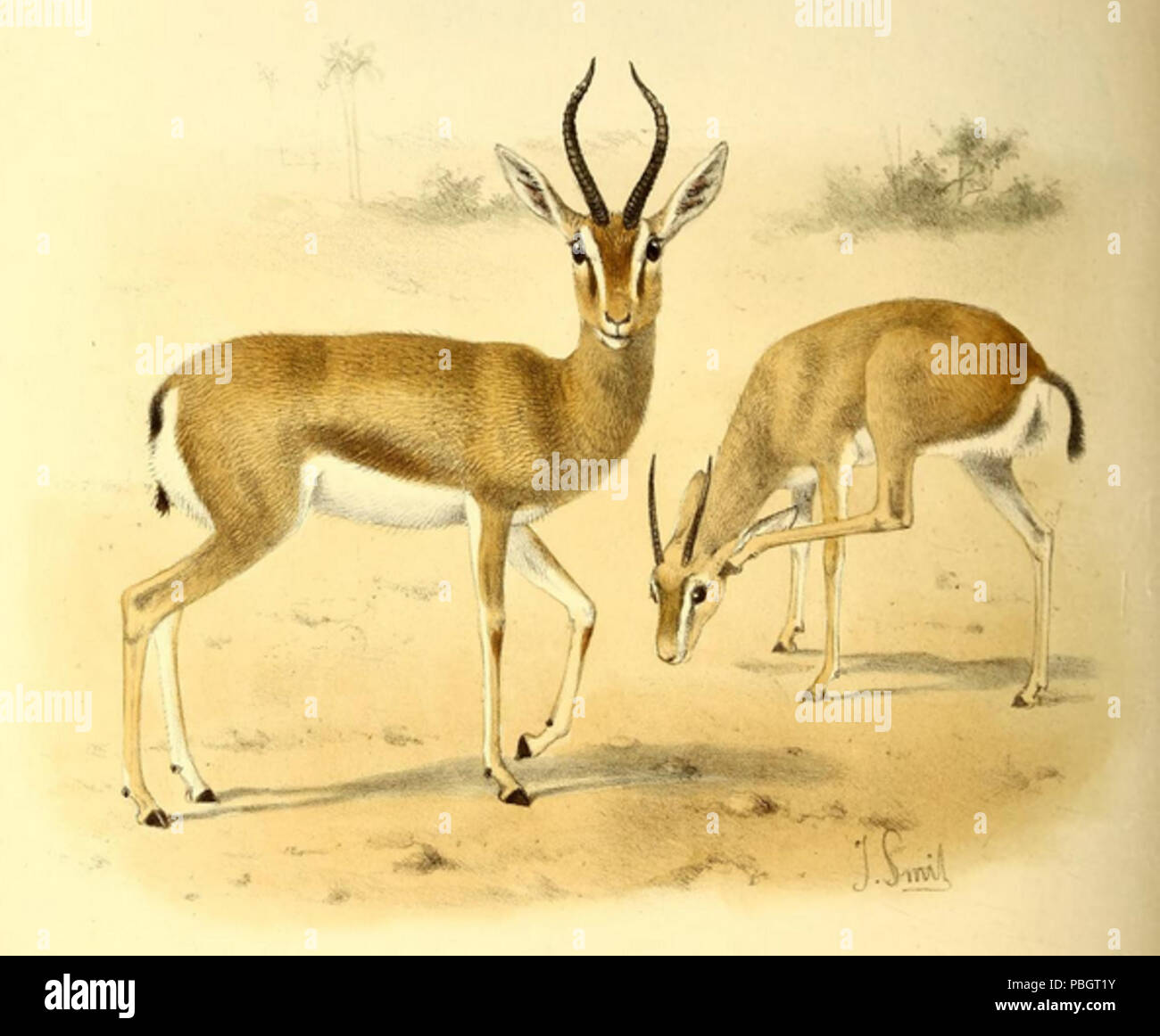 Book antelopes 1894 hi-res stock photography and images - Alamy