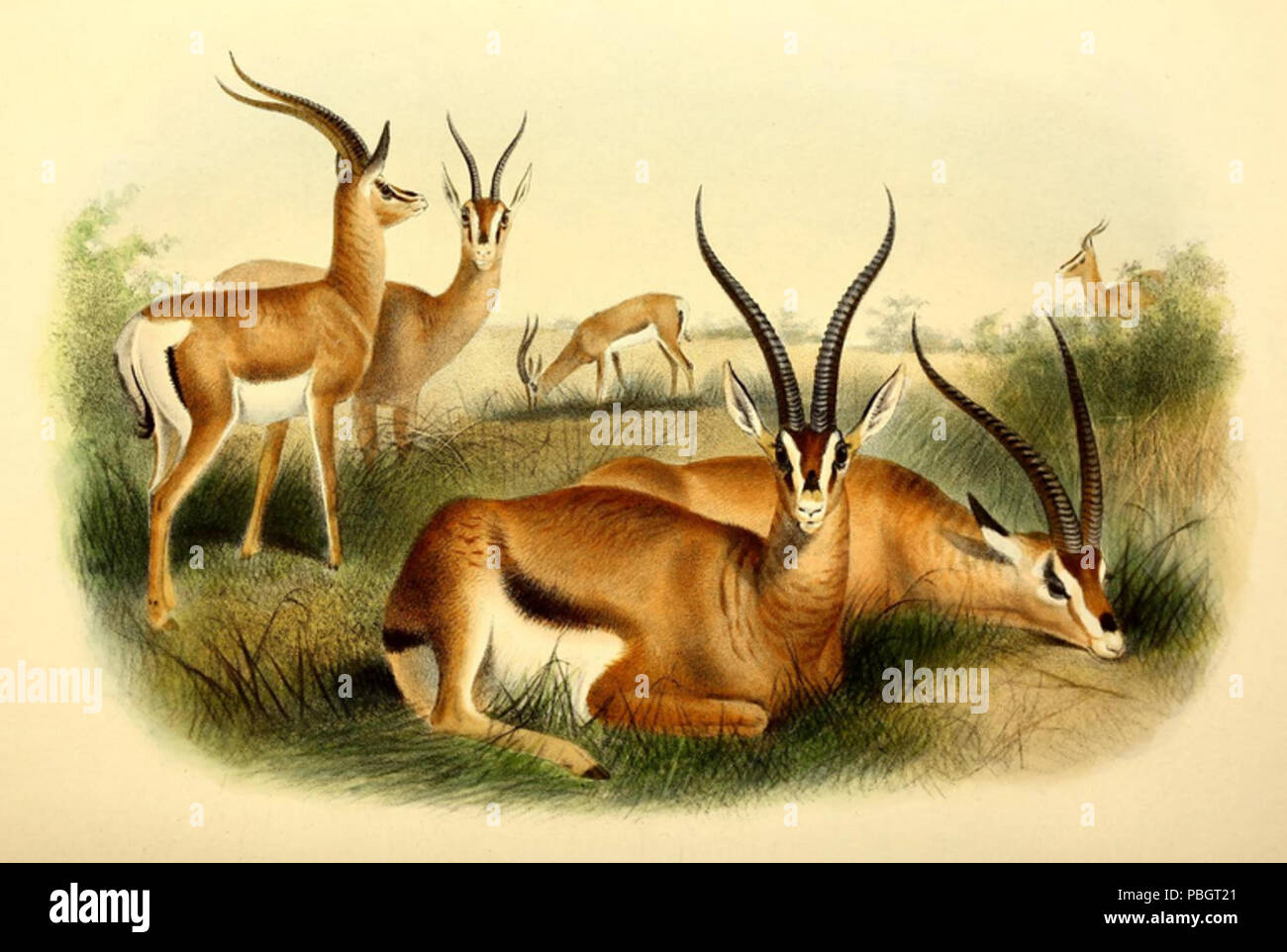 Book antelopes 1894 hi-res stock photography and images - Alamy