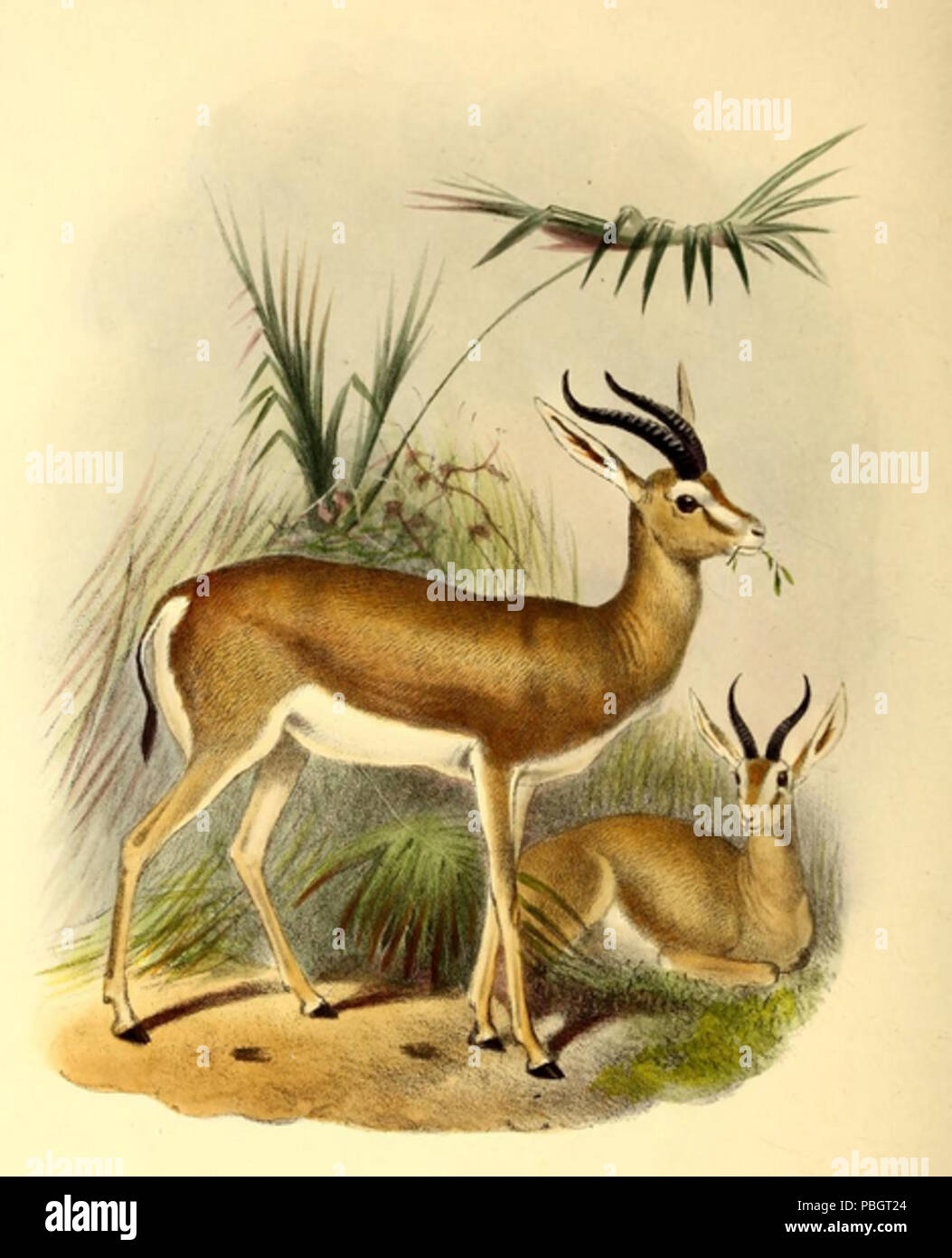 Isabella antelopes hi-res stock photography and images - Alamy