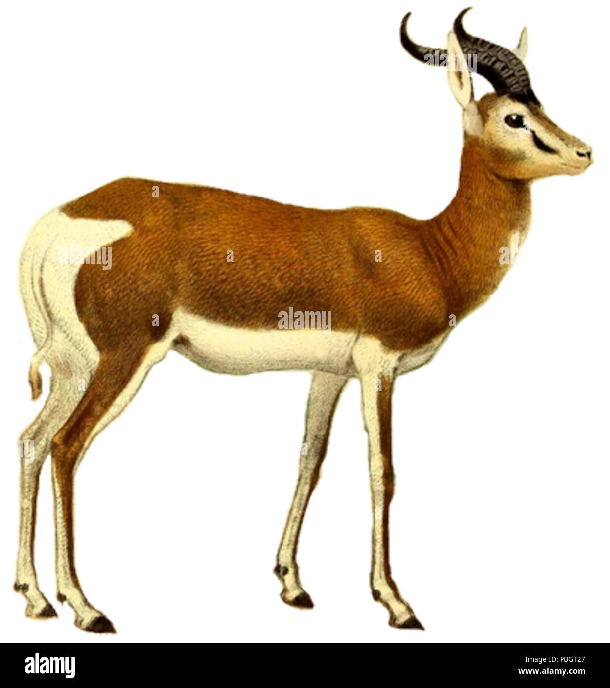 Gazella species Cut Out Stock Images & Pictures - Alamy