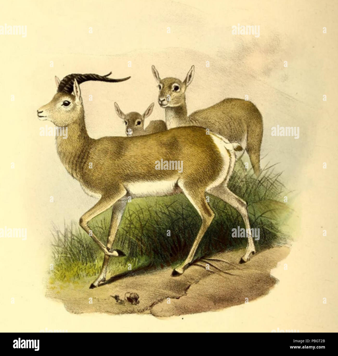 Antelopes anatomy hi-res stock photography and images - Alamy